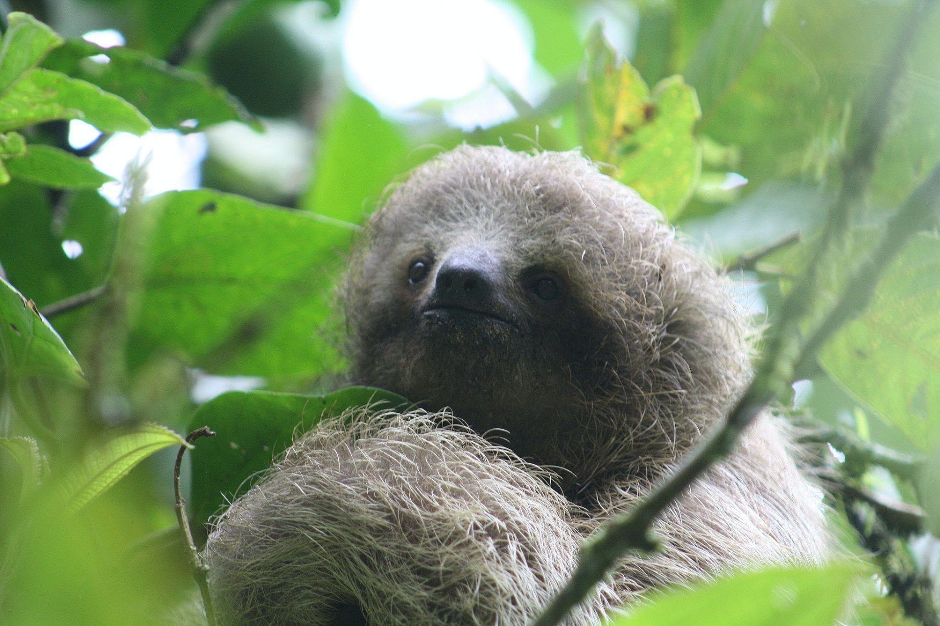 Sloth Adventure Tour | alldailytours.com